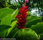 Fiji Islands Beautiful Flora and Plants | My So Called Creative Life